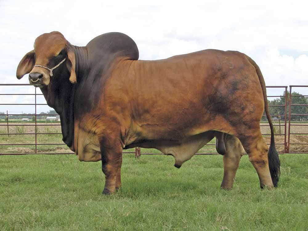 LIVESTOCK FARMING BUSINESS PLAN + FINANCIALS - Liveandwingit