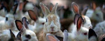 Rabbit Farming Guiding in Nigeria - Feeding, Housing and Rearing ...